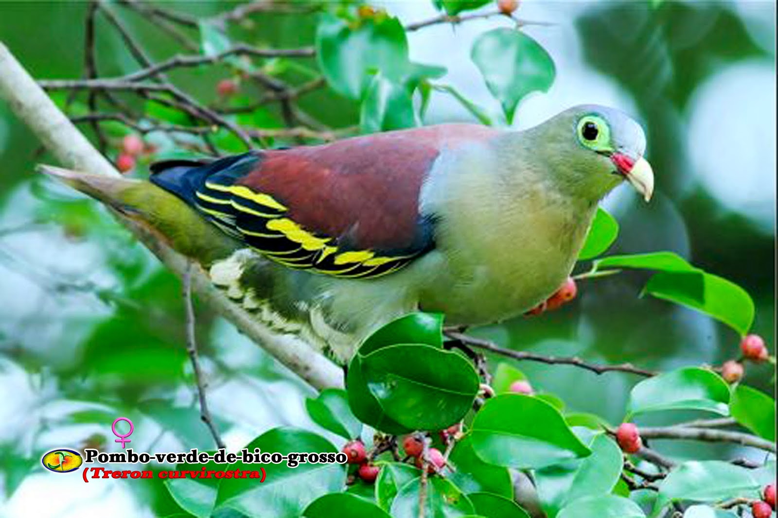 ORNITOLOGIA: Pombo-verde-de-bico-grosso (Treron curvirostra)
